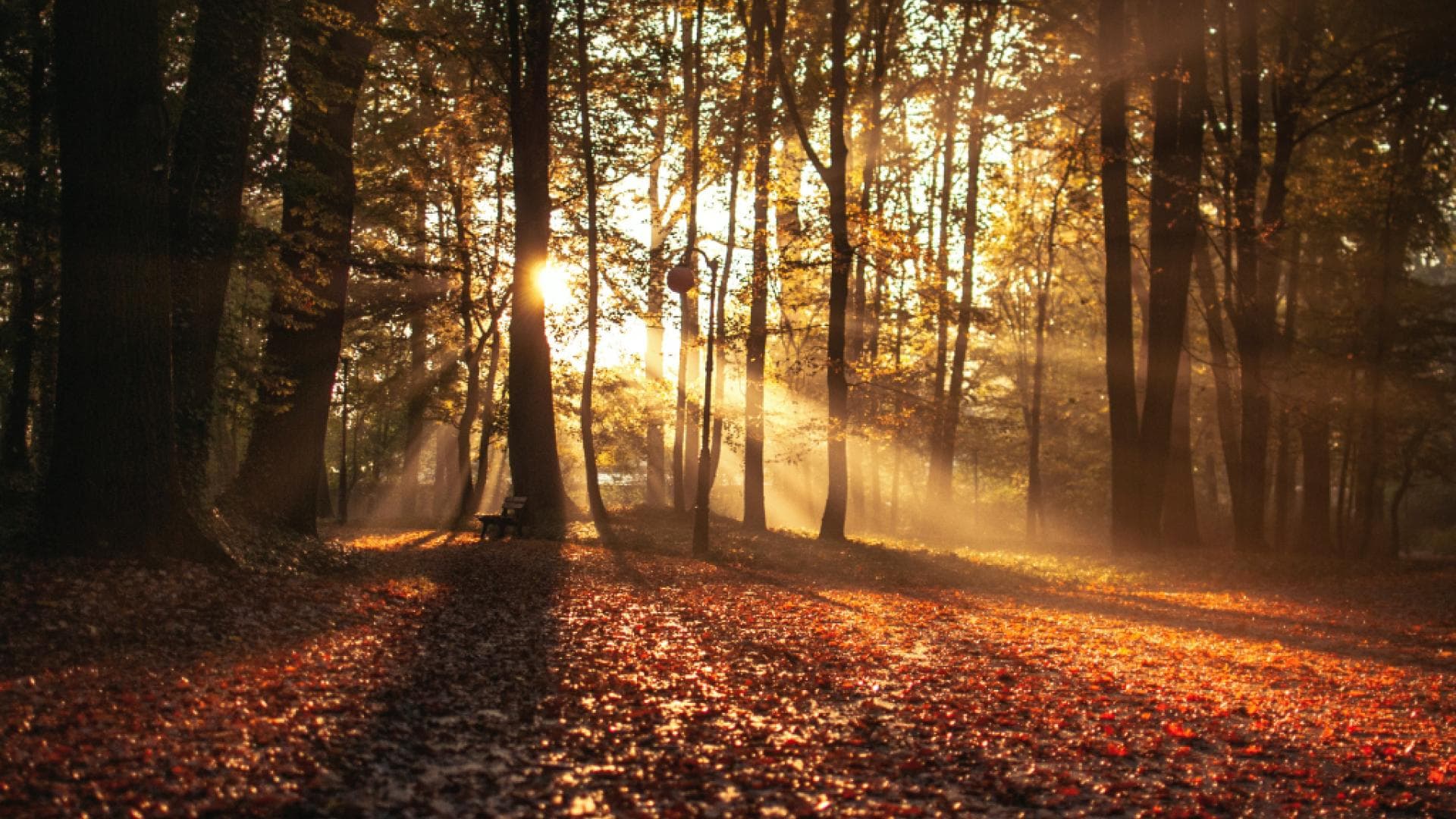 Herbstanfang am 23. September: Die schönsten Mabon-Rituale zur Tag-und ...
