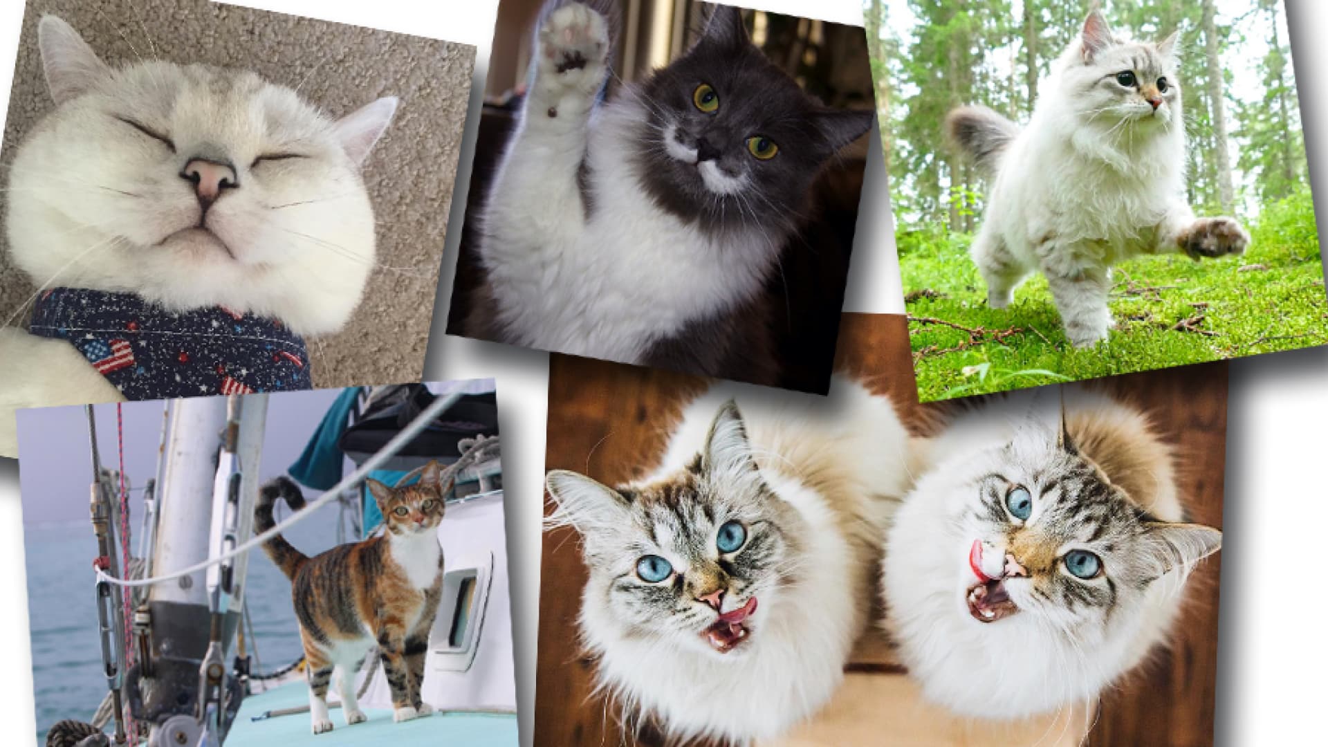 Zum Weltkatzentag: Das sind unsere 5 Lieblings-Katzen auf Instagram!