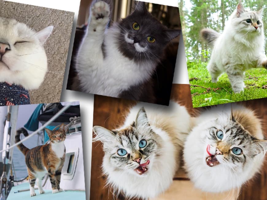 Zum Weltkatzentag: Das sind unsere 5 Lieblings-Katzen auf Instagram!